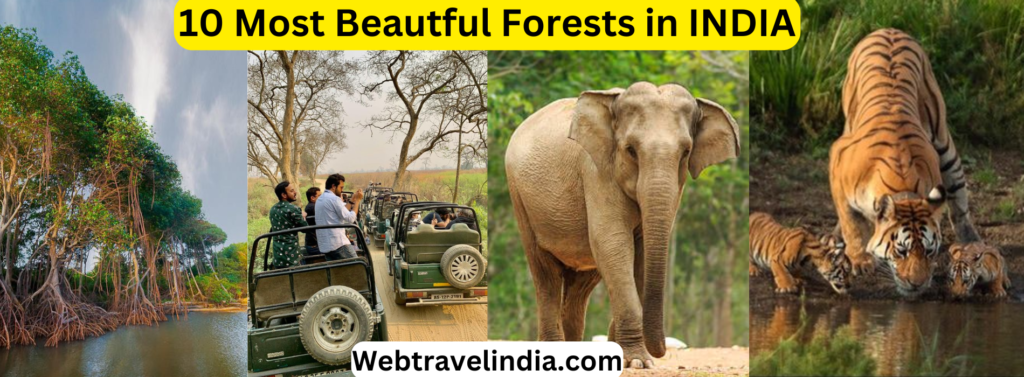 Explore 10 Most Beautiful Forests in India (2025 Edition)